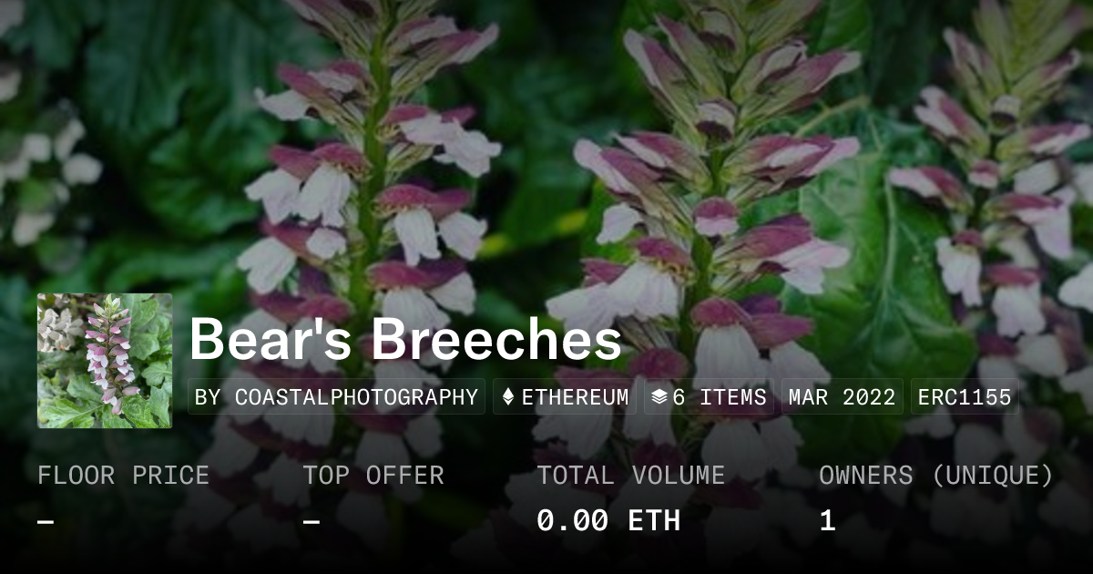 Bear's Breeches - Collection | OpenSea