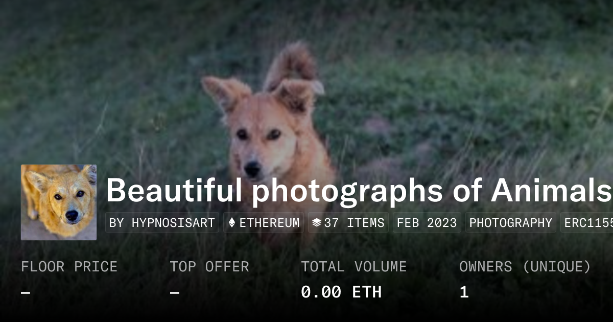 Beautiful photographs of Animals - Collection | OpenSea