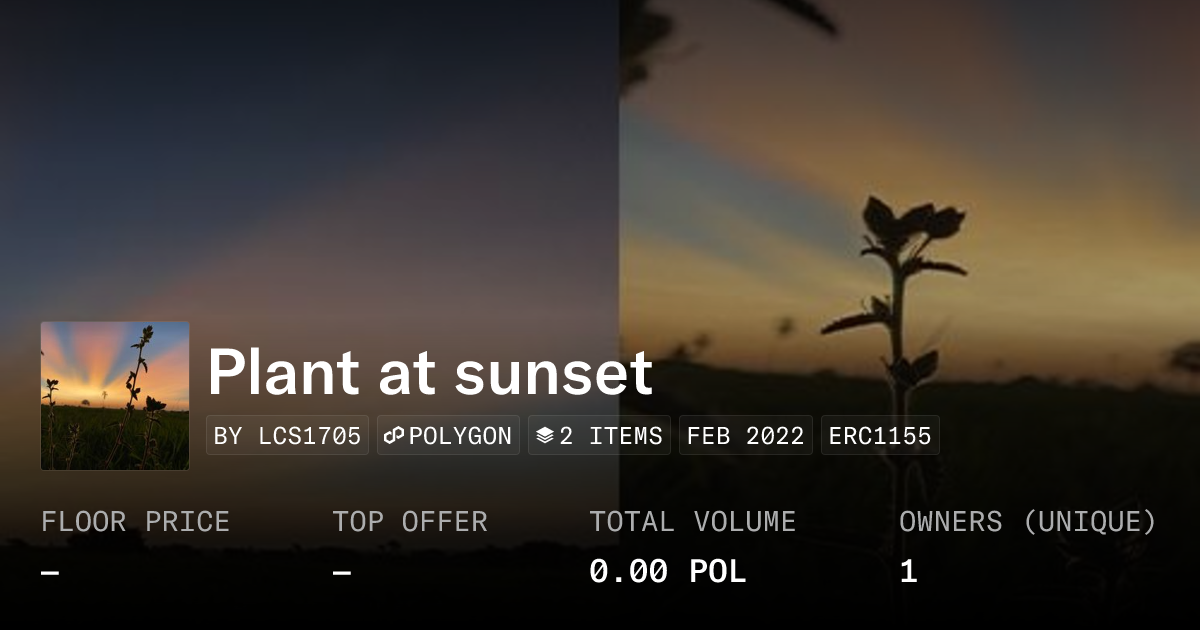 Plant at sunset - Collection | OpenSea